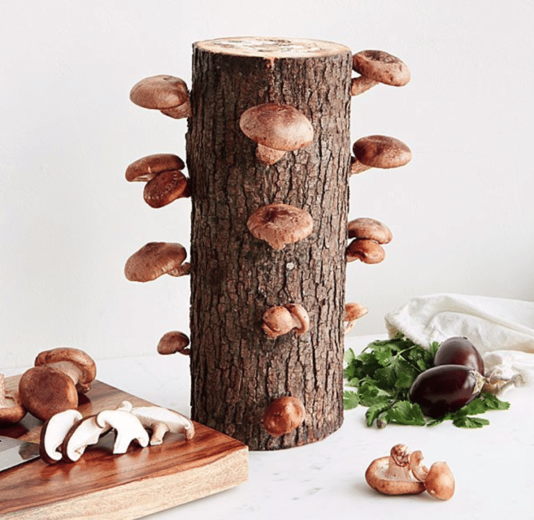 34 Manly Gifts for the Manliest Men in Your Life in 2023 - giftlab